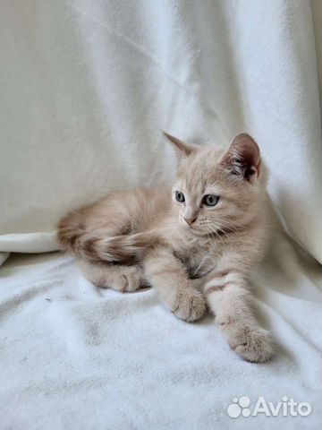 Котенок
