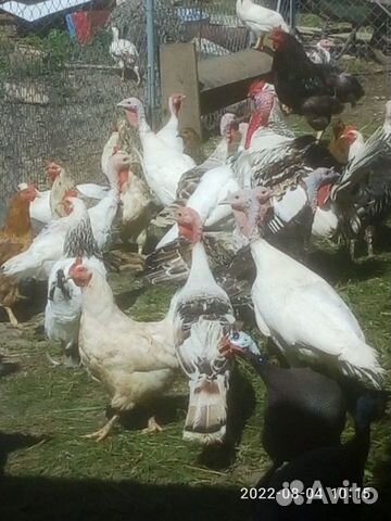 Продам индюшек