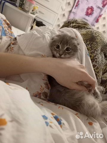 Котенок вислоухий