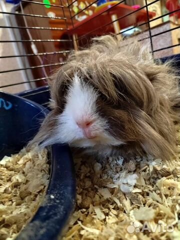 Морская Свинка лункария