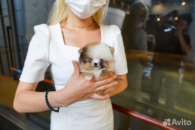 Померанский шпиц из Кореи