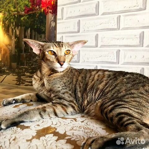 Ориентальная молодая красавица