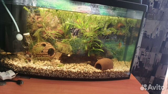 Аквариум