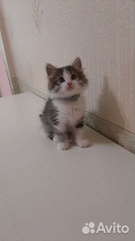 Отдам котенка в добрые руки