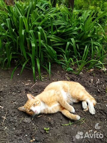 Кот в добрые руки бесплатно