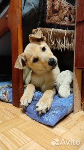 Лисенок в добрые руки