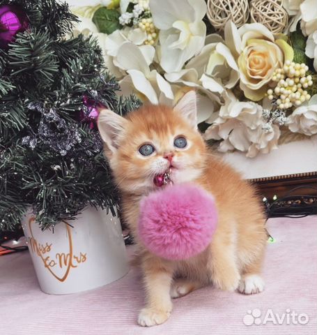 Девочка Мандаринка