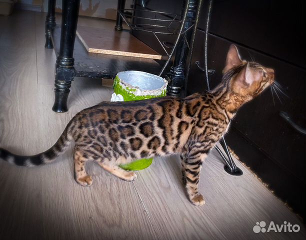 Бенгальская девочка Черри