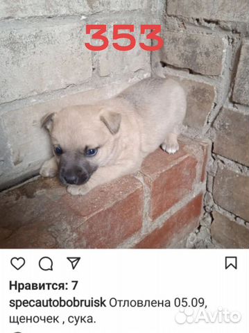 Щеночки в отлове, спасите малыша