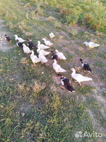 Мускусные утки