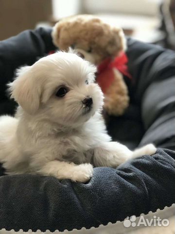 Щенок мальтийской болонки мальчик