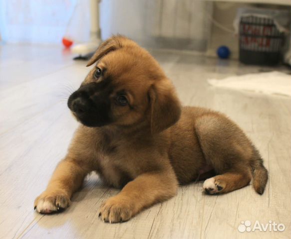 Лапик, 1,5 месяца, в дар в семью