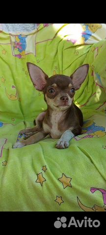 Миниатюрная крошка чихуахуа дейнис