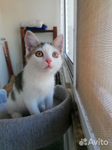 Котенок девочка, 2,5 месяца
