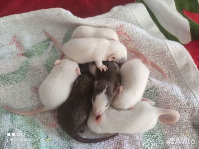 Крысята помесь пород дамбо и хаски