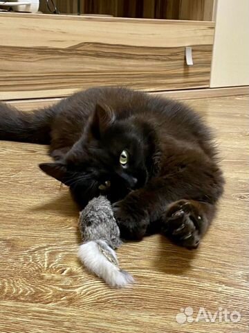 Эля ищет дом Кошечка в добрые ручки