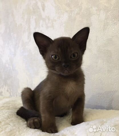 Бурманская куколка