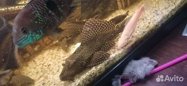 Сомы порчовые