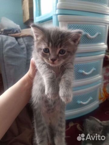 Кошки