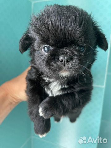 Мальчик чихуахуа Документы РКФ