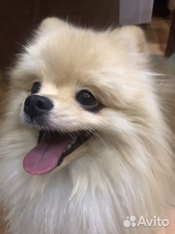 Померанский шпиц вязка кобель