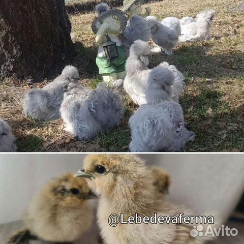 Китайские Шёлковые окрас Лаванда