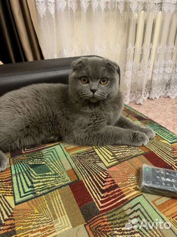 Шотландский кот вязка