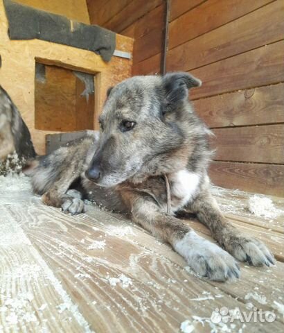 Собака не понимает почему она никому не нужна