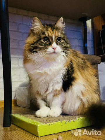 Очень пушистая кошка