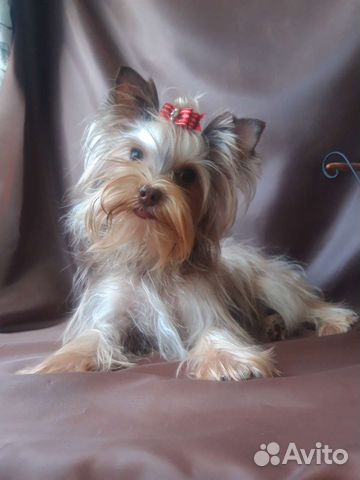 Божественная Красотка