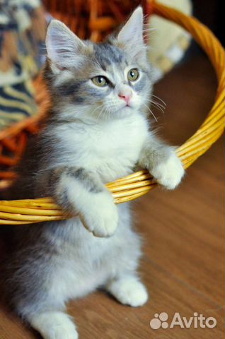 Винни Пух ищет любящую семью