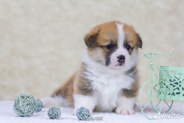Сладкие коржики Щенки Вельш Корги Пемброк РКФ