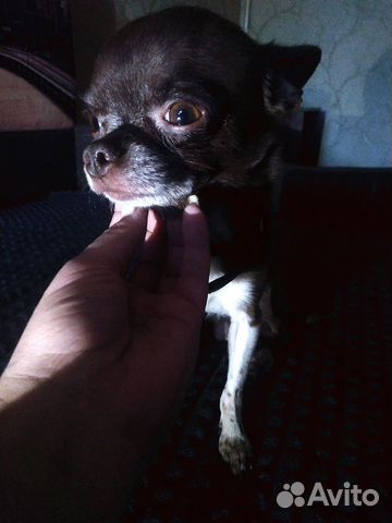 Вязка кобель чихуахуа