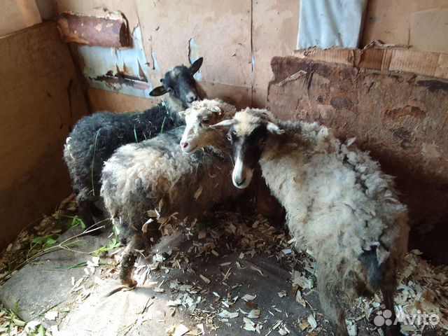 Овцы бараны