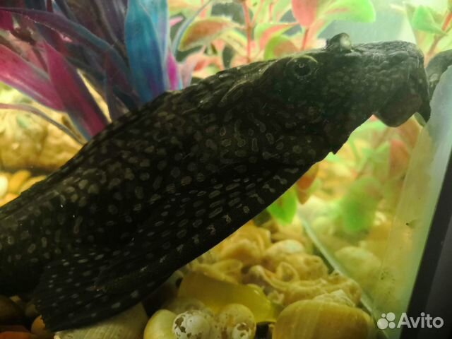 Аквариумный сомик