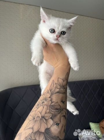 Британские котята серебристая шиншилла