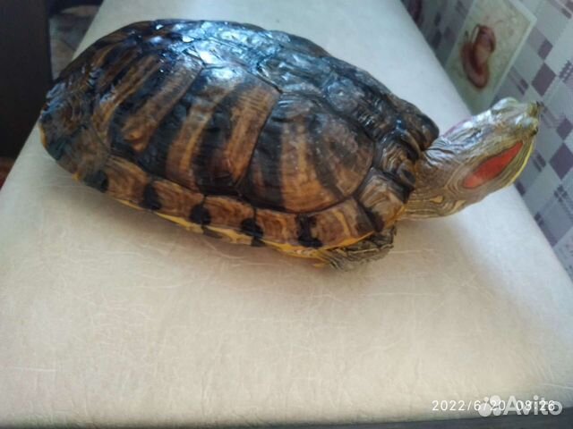 Красноухая черепаха