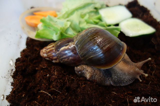 Улитки ахатины бесплатно