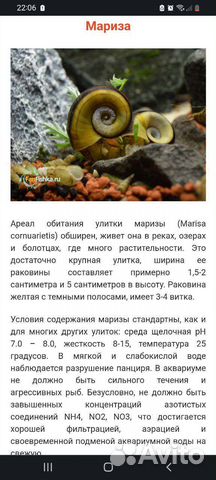 Мариза улитка аквариумная