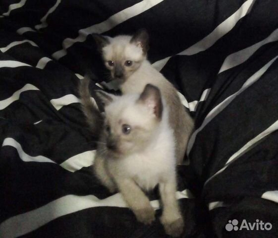 Тайские котята