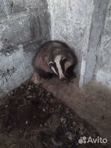 Барсук