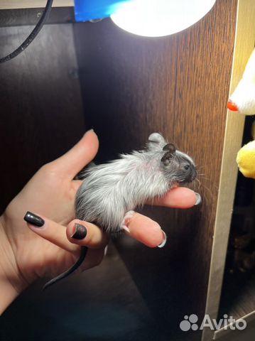 Белка дегу с клеткой