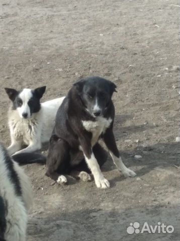 Собачули в добрые руки
