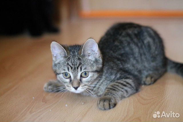 Котенок мальчик