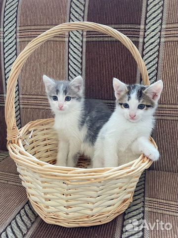 Котята в добрые руки 10р