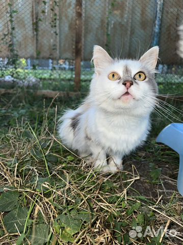 Нана кошка аутист