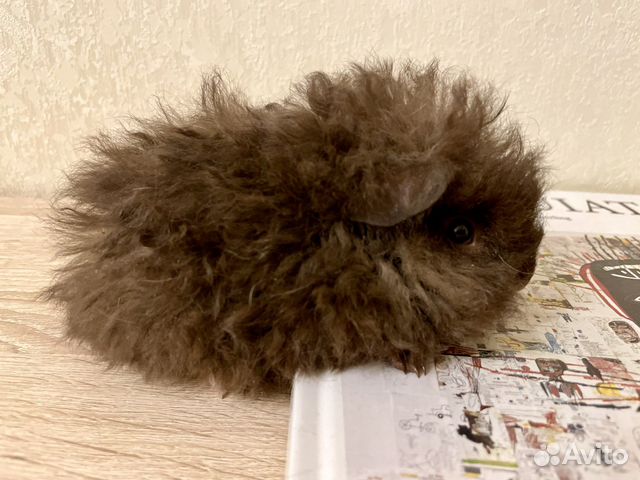 Морская свинка, тексель