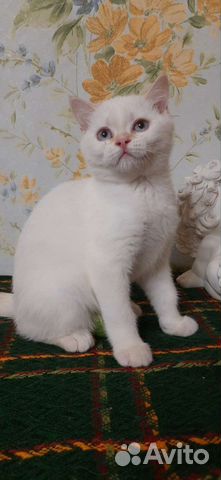 Котёнок Голубоглазая девочка
