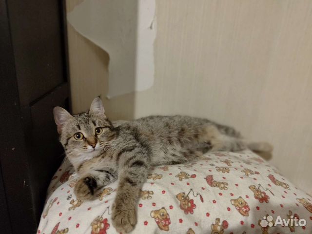 Соня в поисках дома