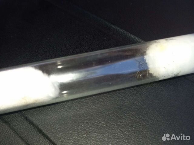 Матка Lasius negr